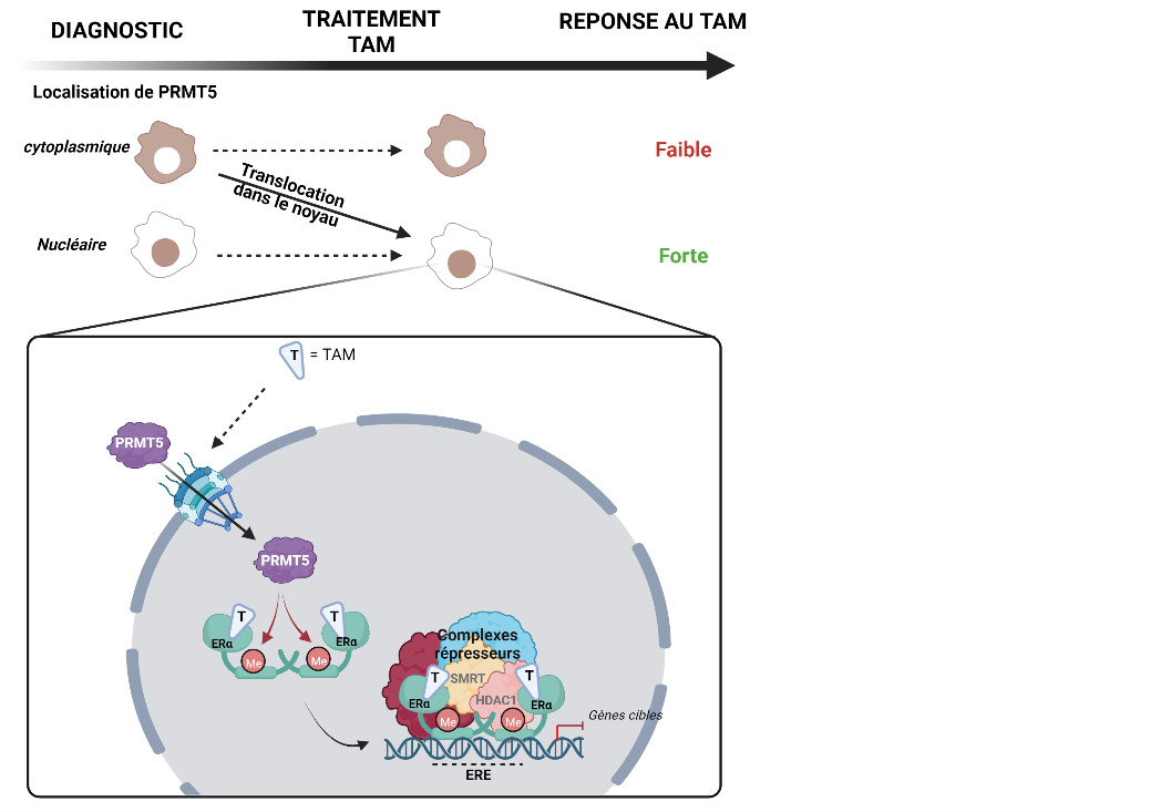 Cancer du sein : vers une meilleure prise en charge des patientes ...