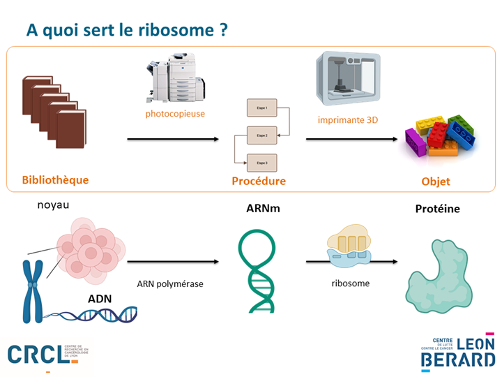 Une découverte sur le rôle primordial du ribosome dans la survenue des ...